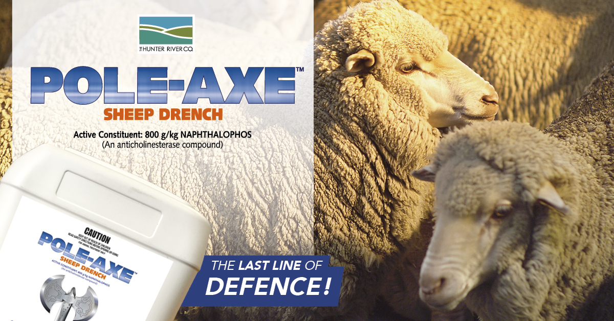 Poleaxe® Sheep Drench – Pastoral Ag